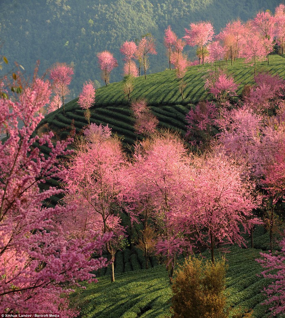 Khabarkini: Keindahan Musim Bunga Di China