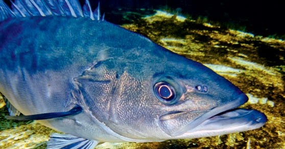 Sense of smell - fish facts