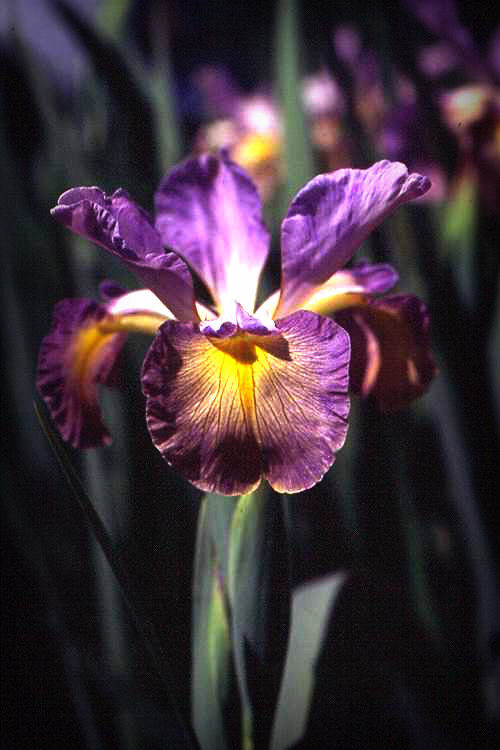 World of Irises: September 2013