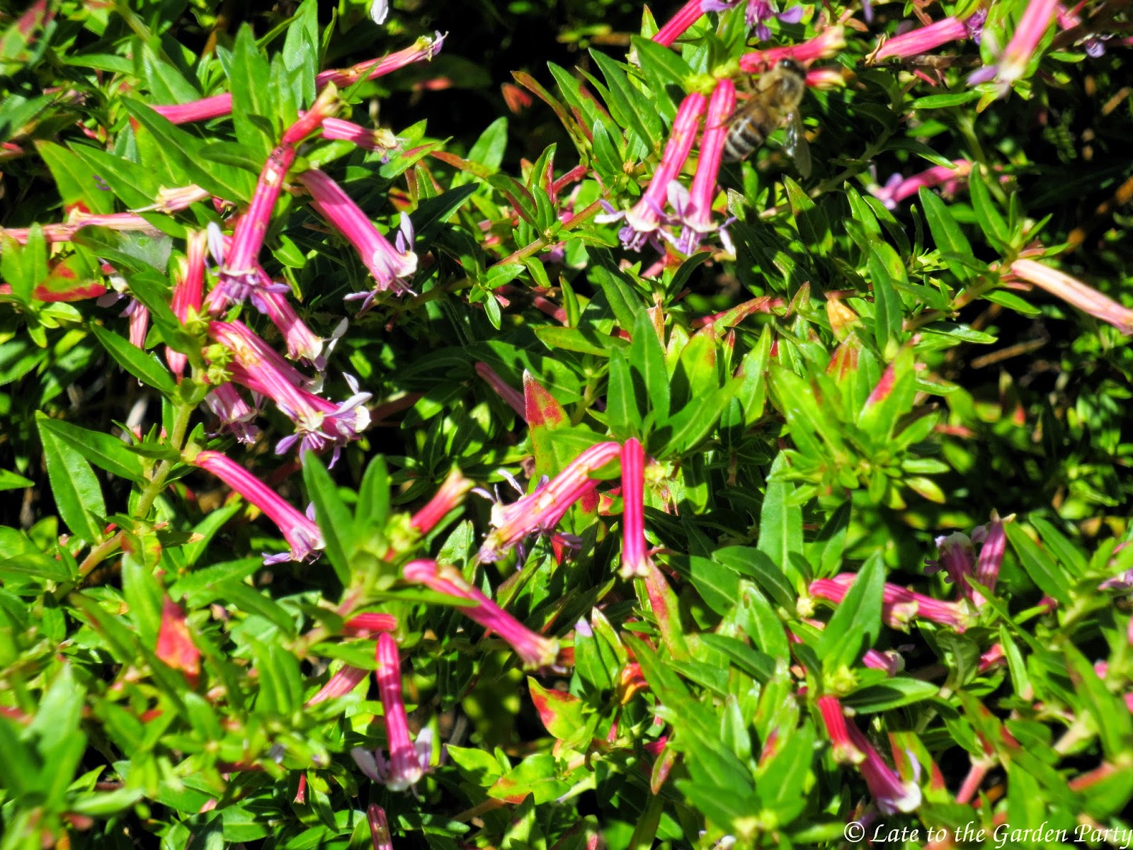 Late to the Garden Party: My favorite plant this week: Cuphea ignea ...