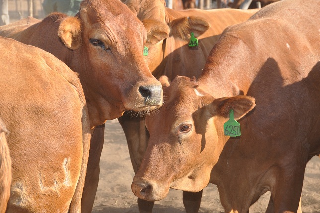 Flow : Information for Okavango Delta Planning: Cattle worth celebrating
