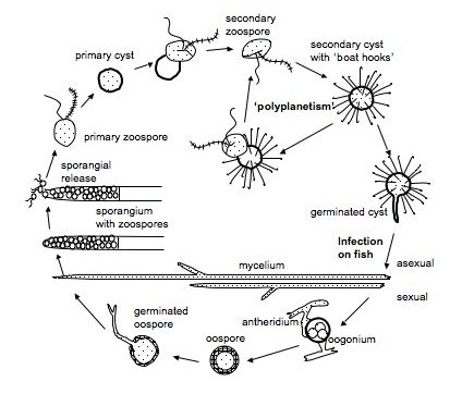 TAMU_PLPA631_FungalBlog_LornaNissen: Lab 4