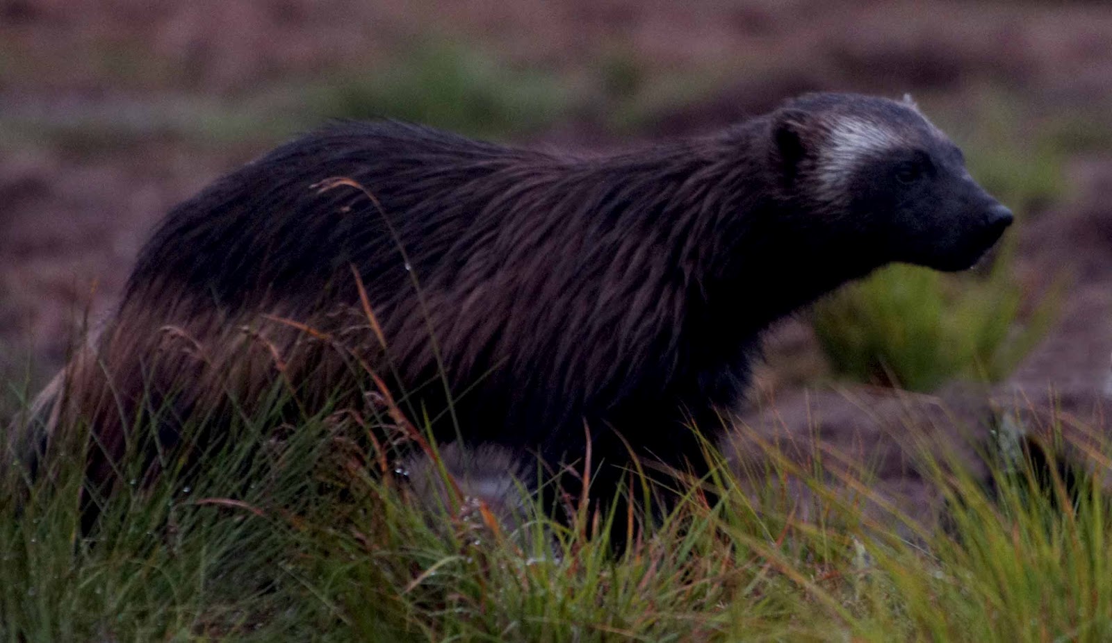 Florent Rivère: Glouton (gulo gulo)
