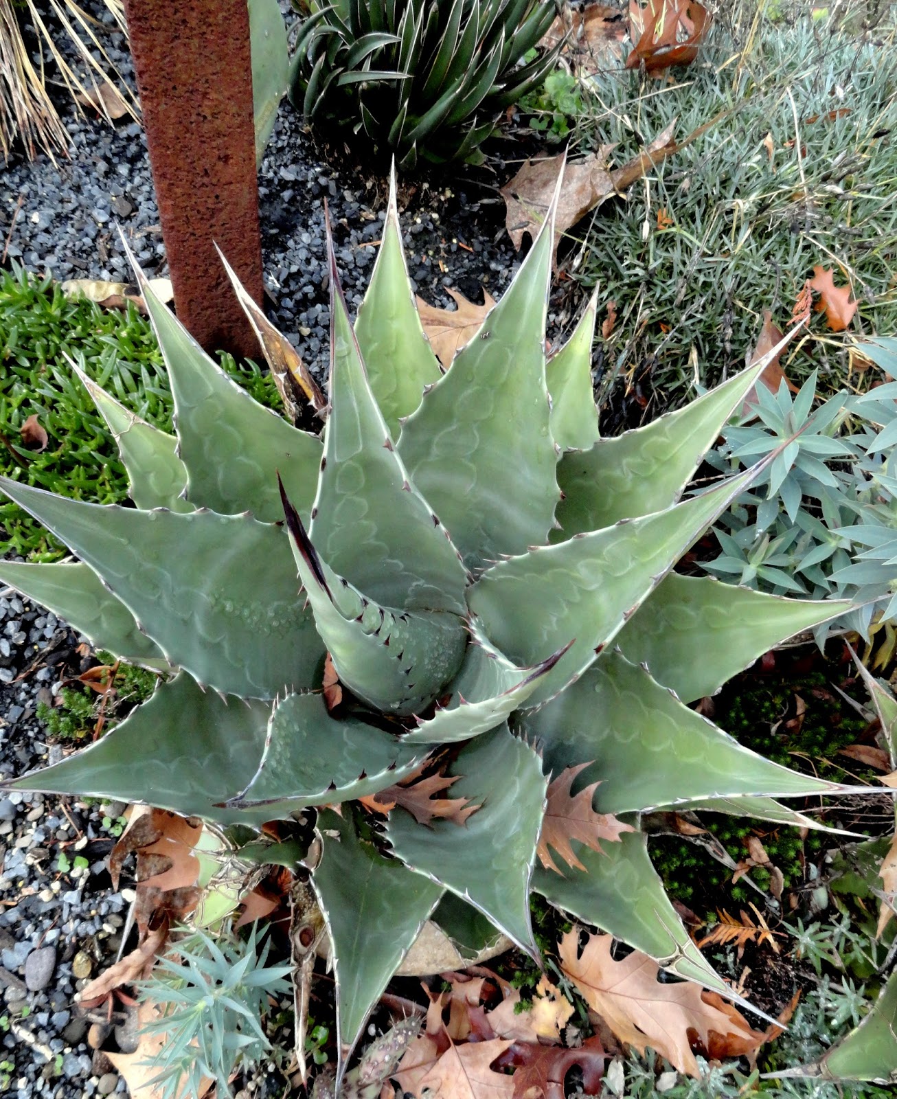 danger garden: Horticultural Therapy, a walk in the sun