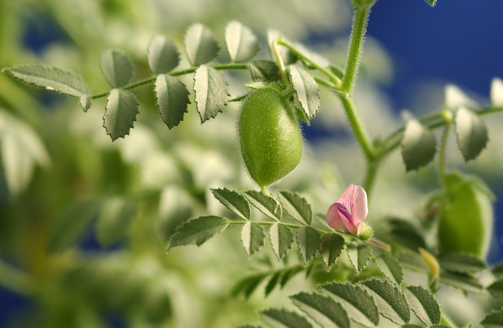 Chickpea Crop