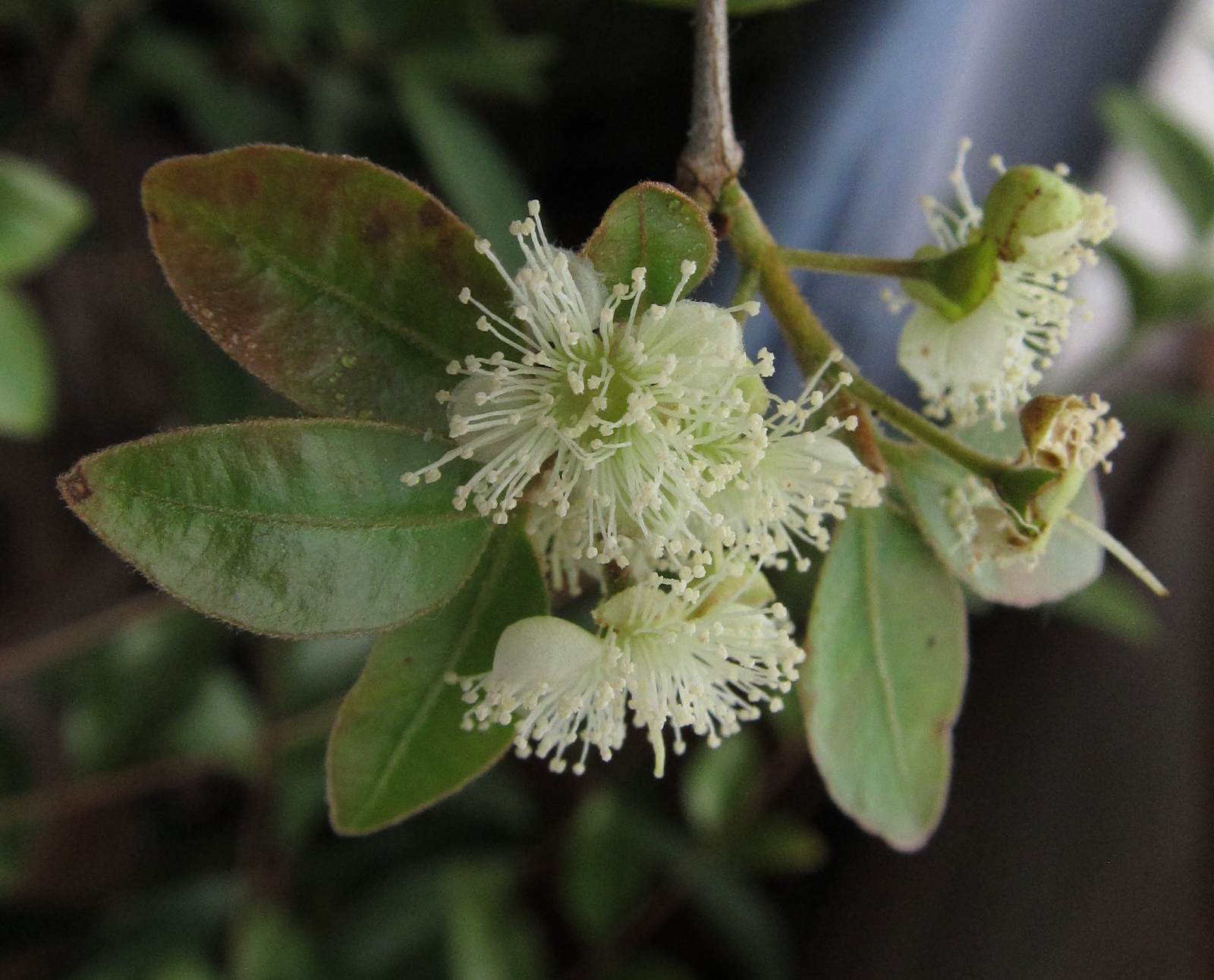 gt_2の熱帯果樹＆小果樹栽培記: Myrciaria sp.(Rumberry)開花