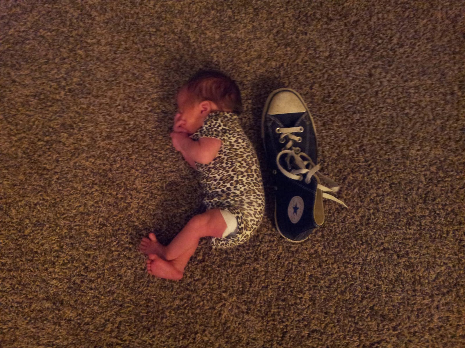 Froststuff Beauty: TINY BABIES AND DEEP FRIED OLIVES.