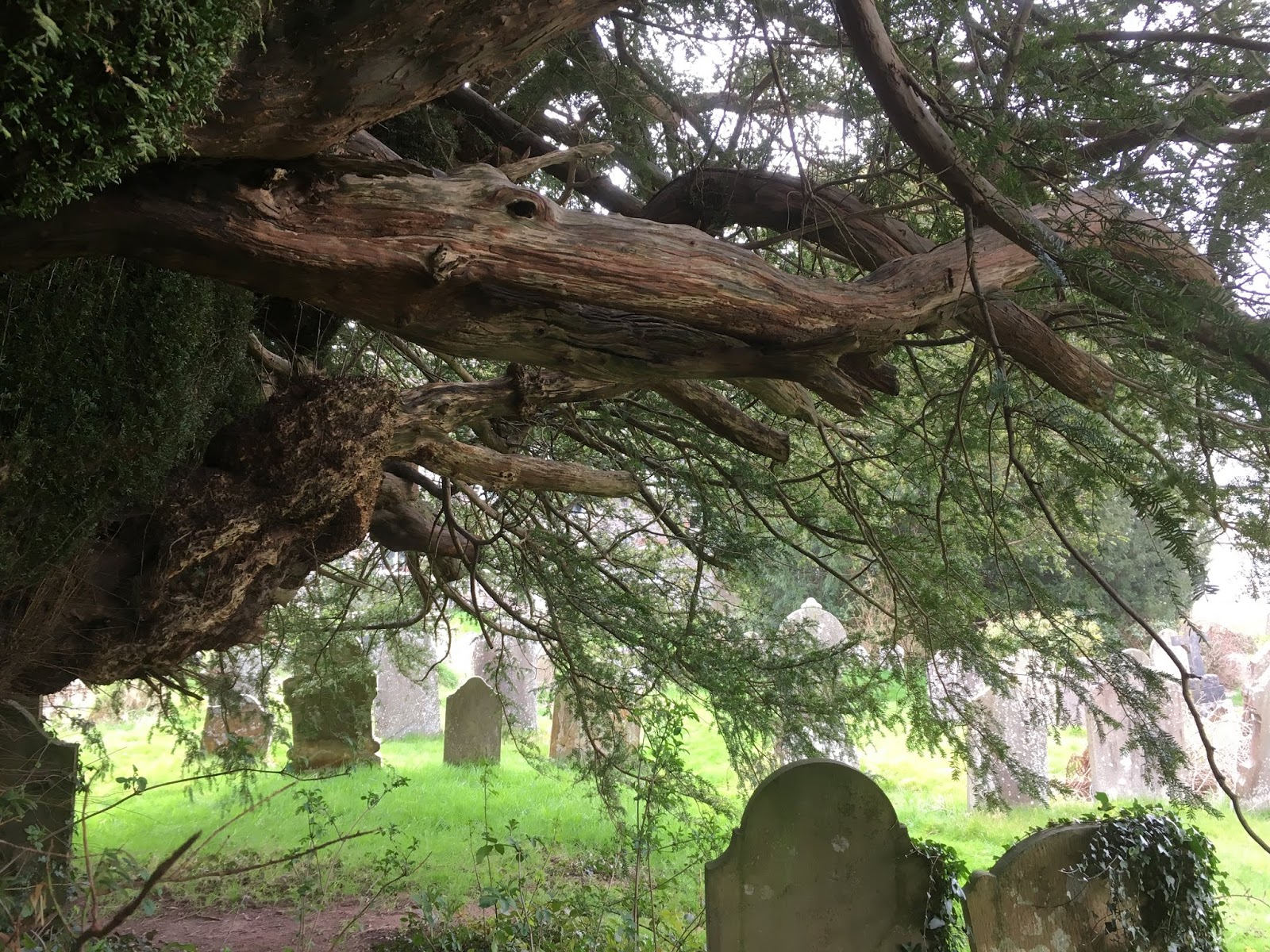 The History Girls: The Defynnog Yew, a remarkable tree! by Katherine ...