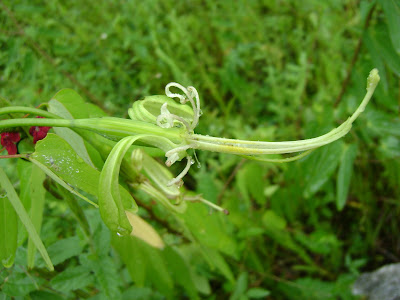 Fabaceae - Leguminosae no Brasil: Fabaceae - Bauhinia pentandra (Bong ...