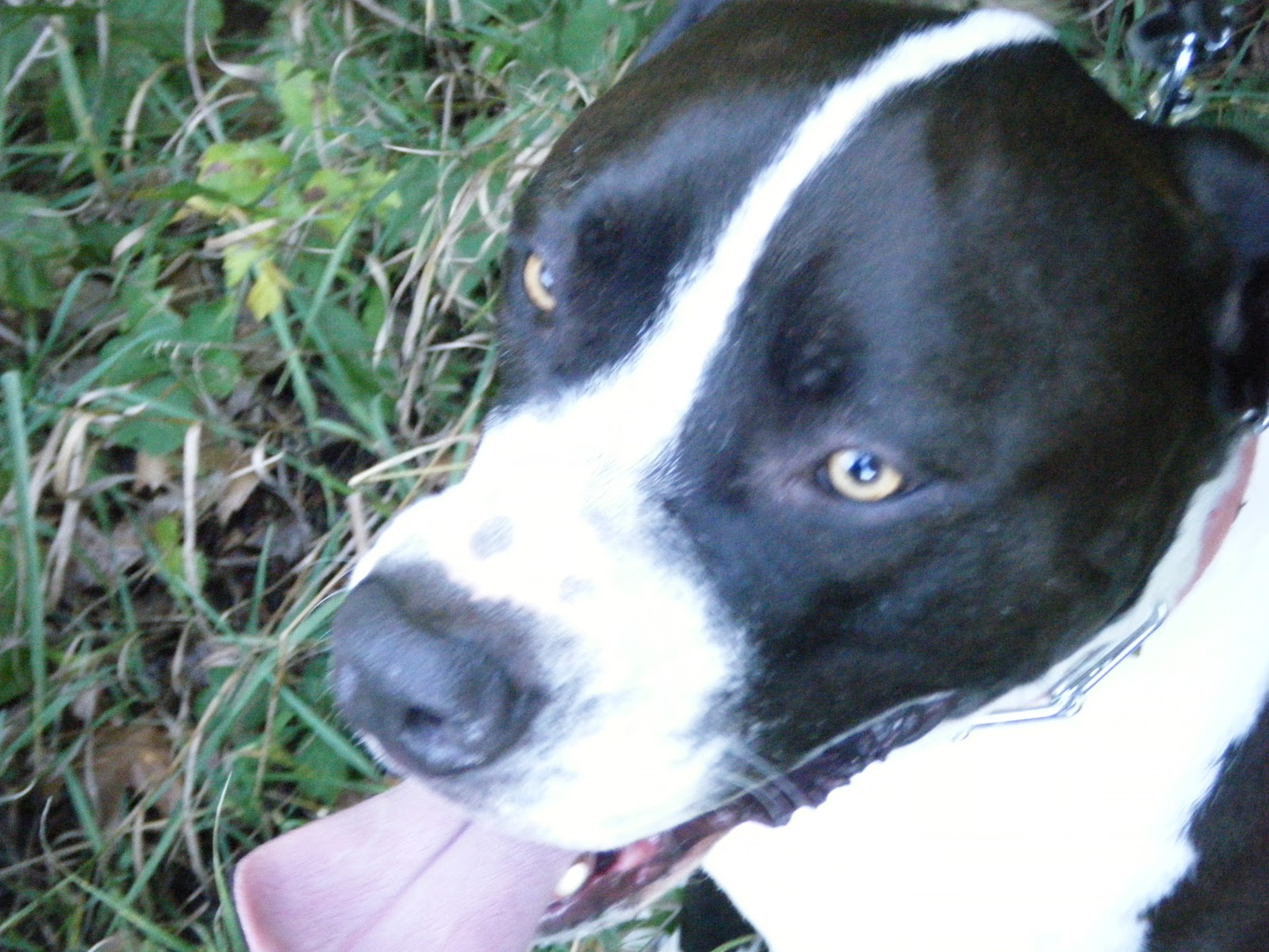 The Adventures of Loki, the Loco Dog