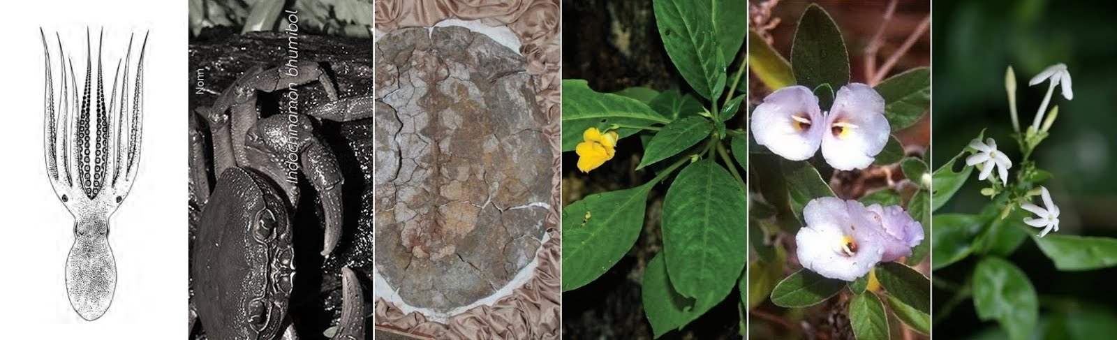 Species New to Science: In Memoriam: King Bhumibol Adulyadej, 1927-2016 ...