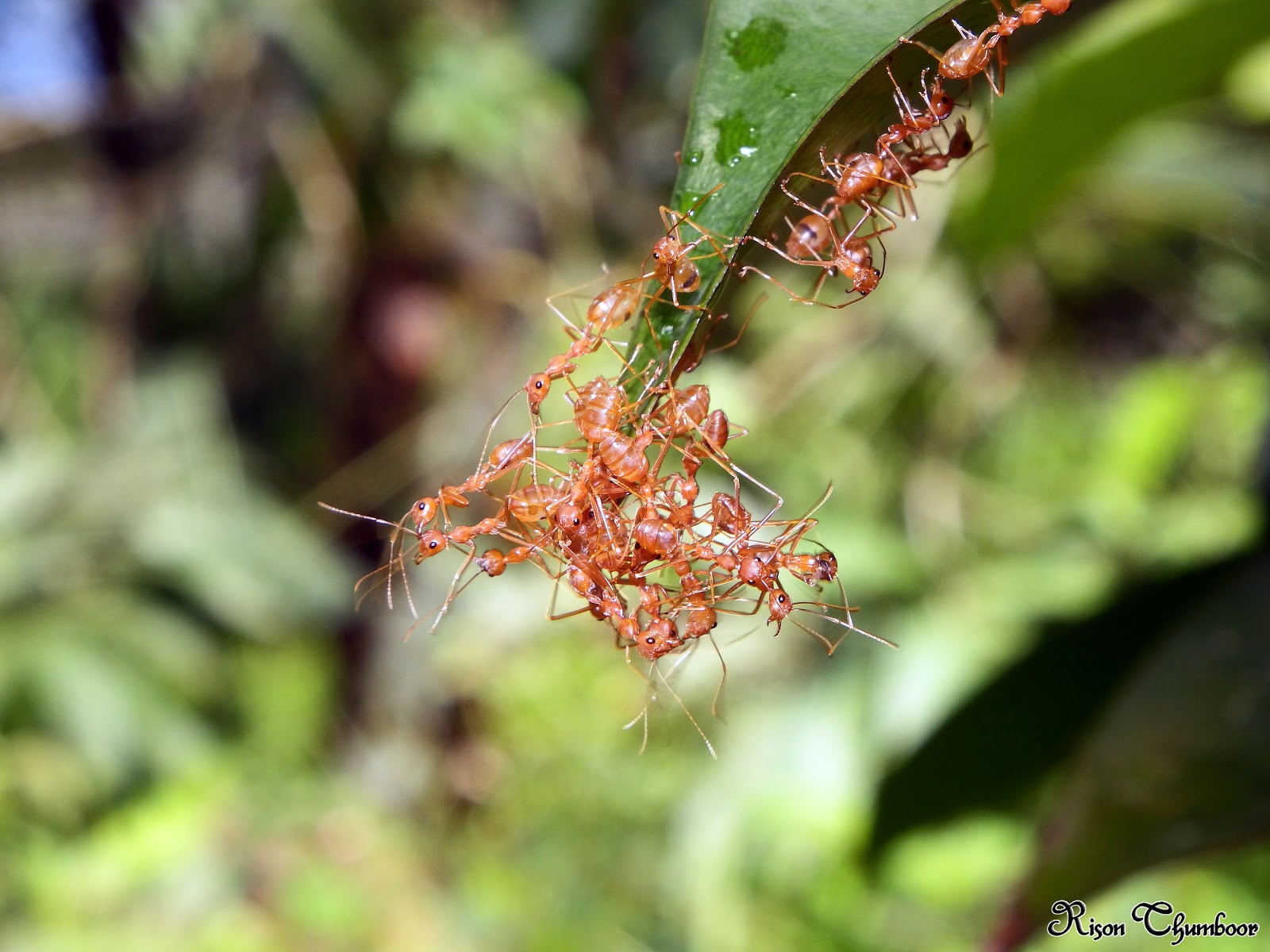 Insects Of Kerala: Weaver Ants - Oecophylla smaragdina