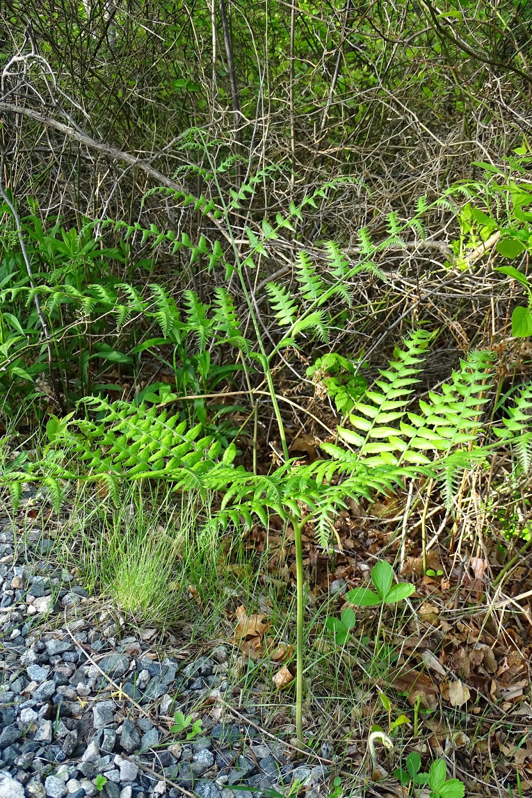 Notes from Halibut Point: Ferns, and Not-ferns