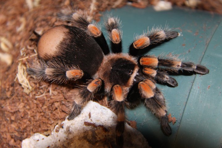 Bugs N Things: Beginner Tarantulas