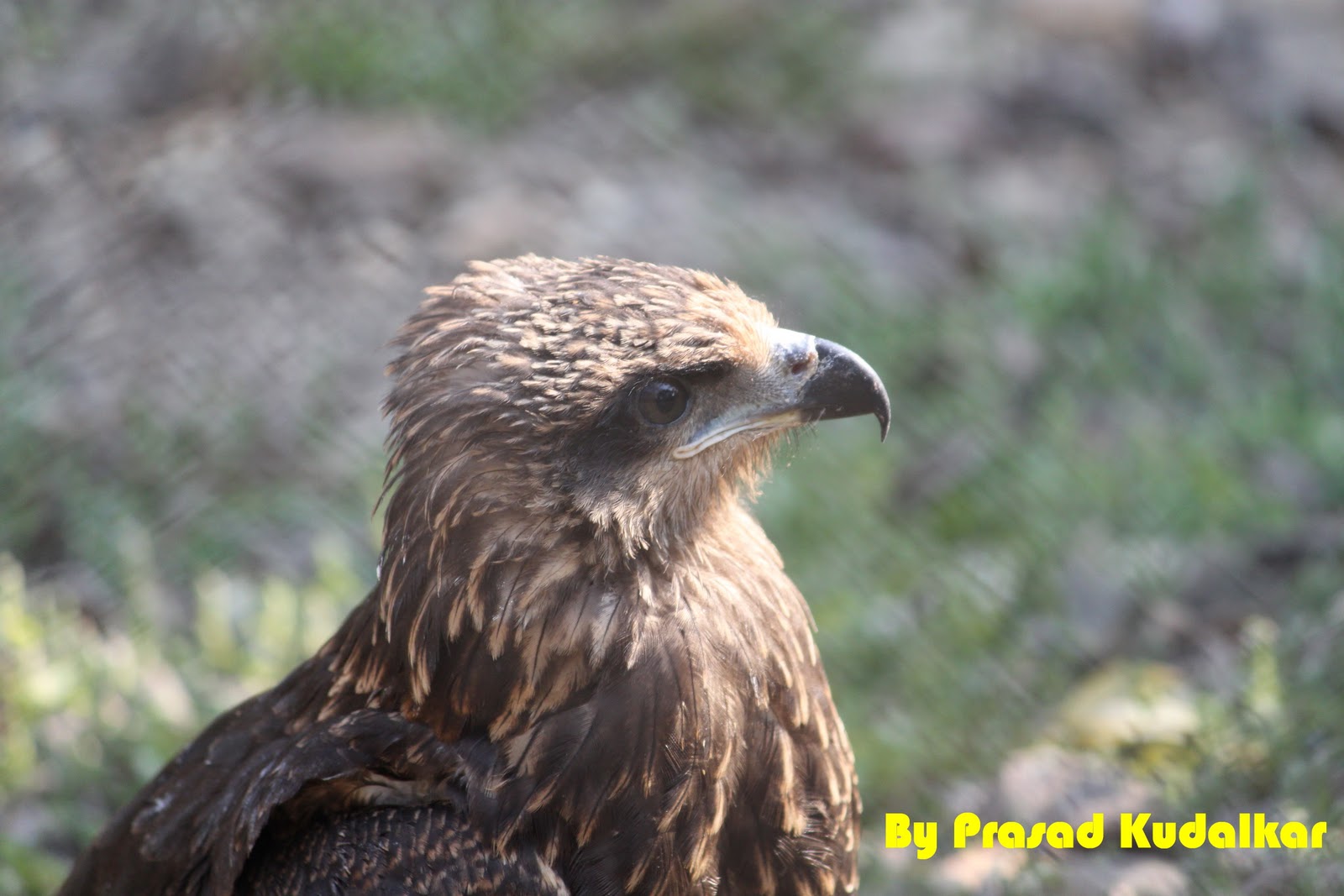 Wild Life Photography in Maharashtra: Birds in Maharashtra