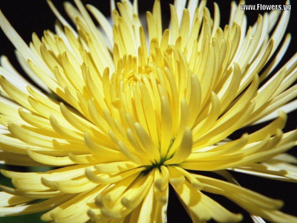 New Photos: Chrysanthemum Flower