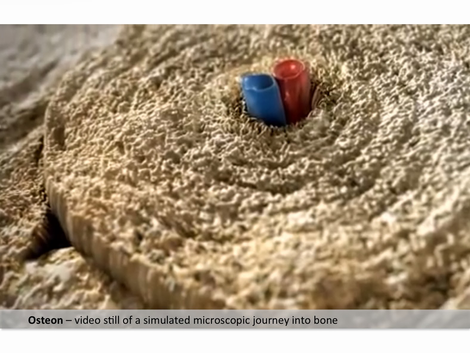 THE OSSIFICATORIUM: Artist Research-Creation Notes by WhiteFeather