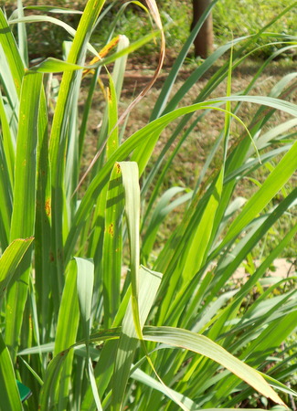 UNIDOS PELA PRESERVAÇÃO: CAPIM SANTO, CAPIM LIMÃO, CAPIM CIDRÃO ENTRE ...
