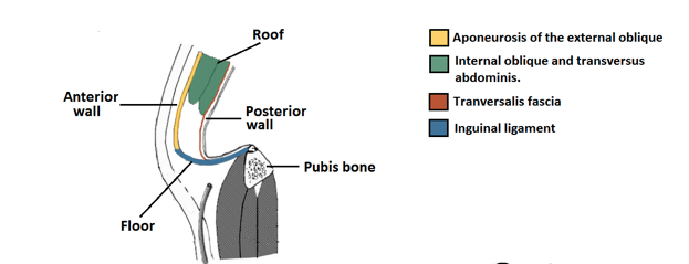 Testicular cancer : inguinal canal and orchidectomy