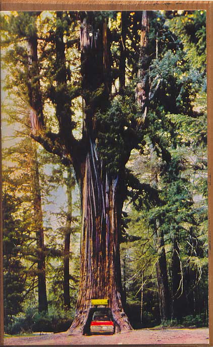 POSTCARDY: the postcard explorer: California Drive-Thru Trees