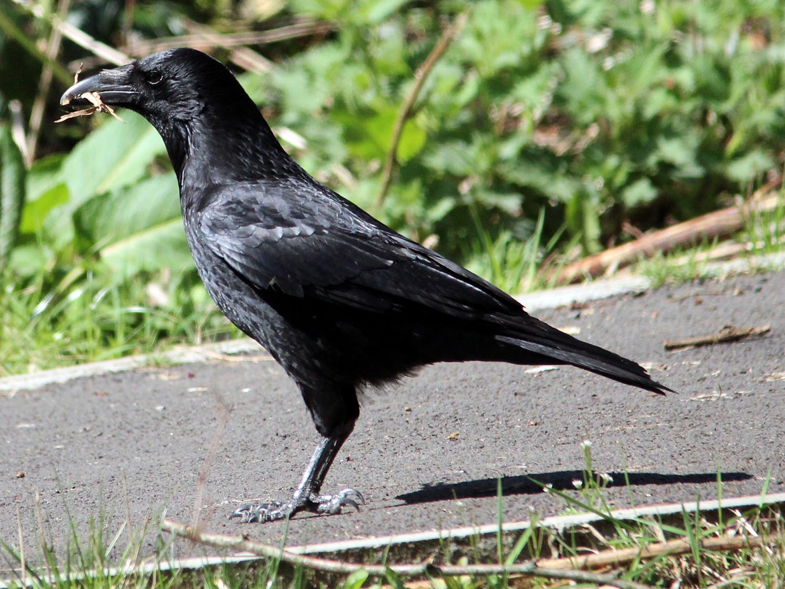 Wild About Wales Ape and Monkey Sanctuary: May 2013
