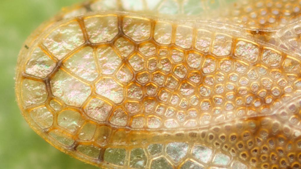 ムシをデザインしたのはダレ？: ヤナギグンバイ