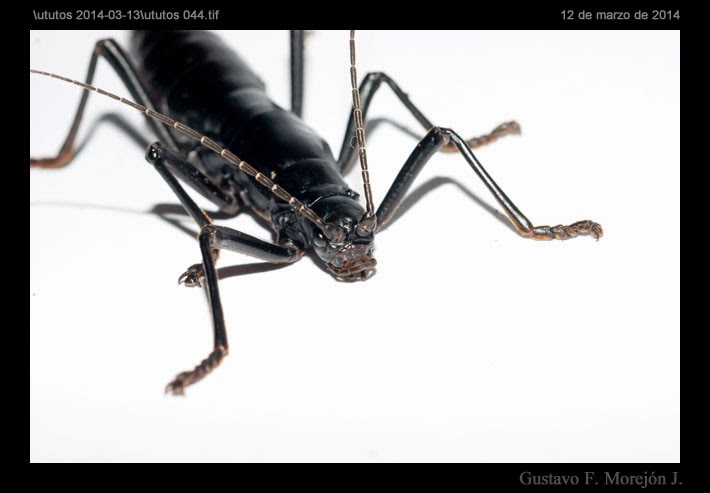 Ututos : "Los gentiles monstruos de la noche"