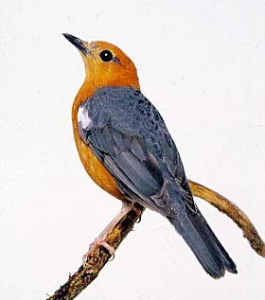 Merawat Burung Anis Merah - Trend burung