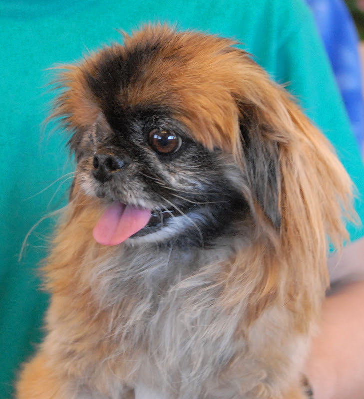 Abby, a charismatic young Pekingese for adoption.