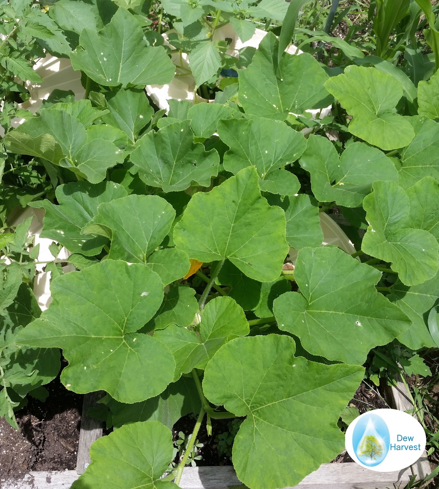 tomato plant: Growing Butternut Squash Without Watering or Weeding