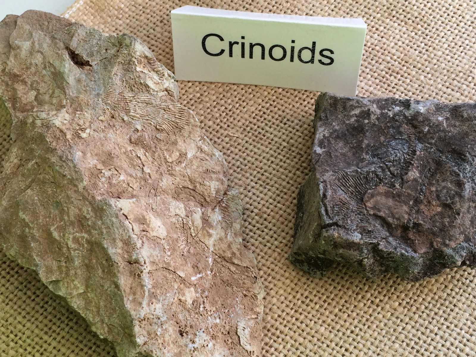 venturing4th: Archaeocyathids