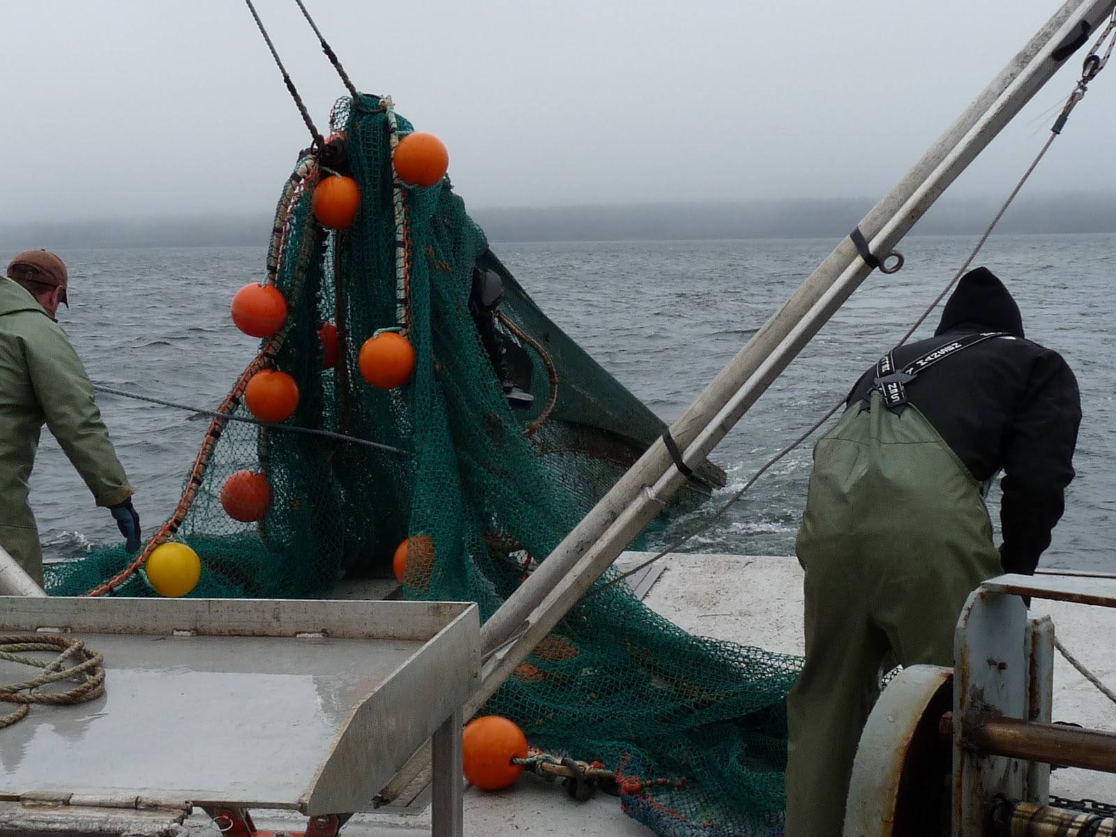 Huntsman Marine Science Centre: Fish lab