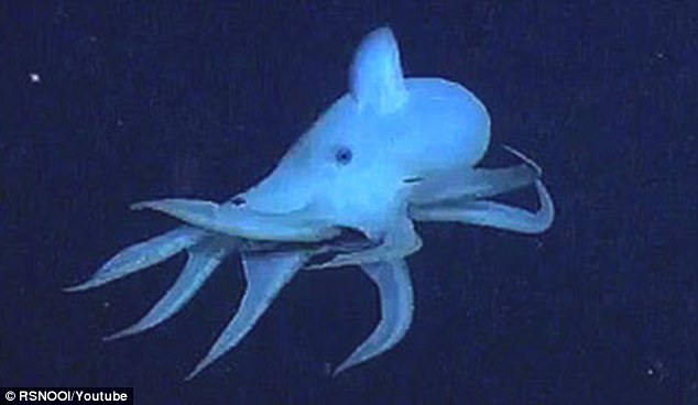 The animal zone: Ghost of the abyss: Eerie dance of the deep-sea ...