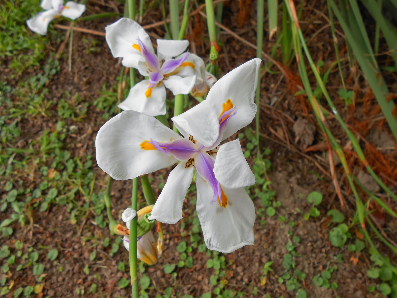 Urban Garden and Backyard Farming, South Africa: The Joys of Summer ...