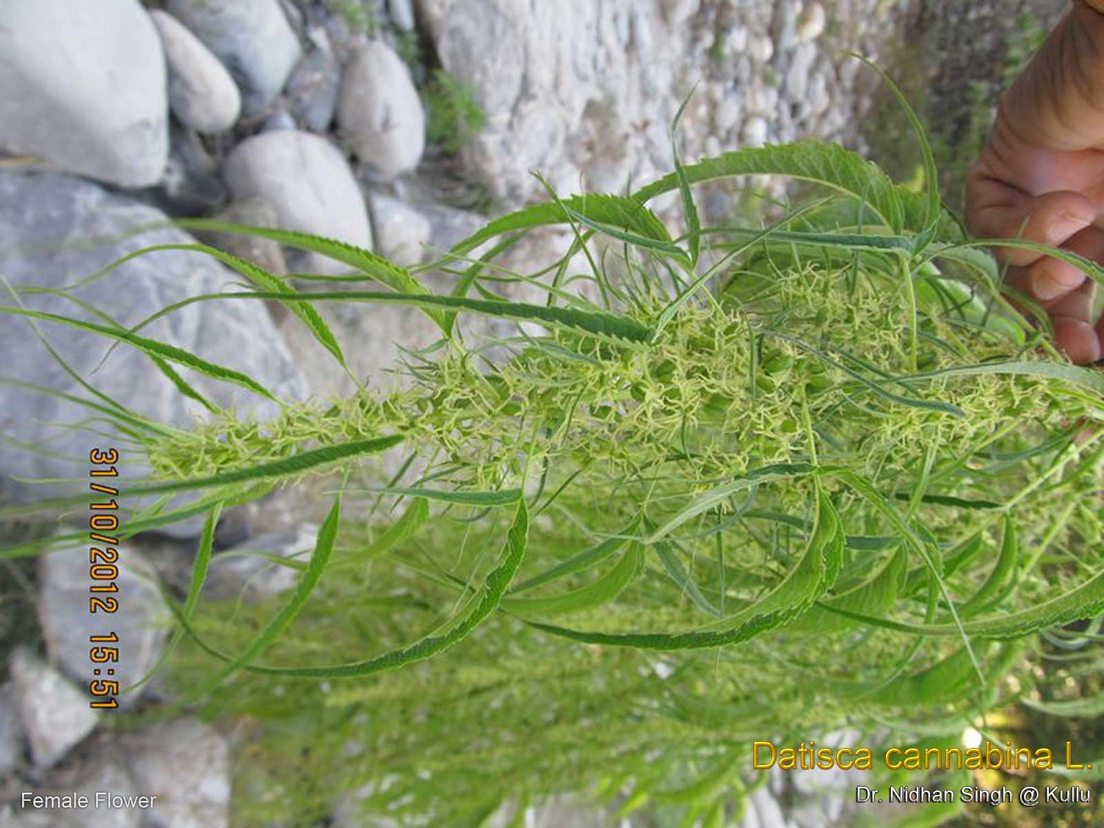 Medicinal Plants: Datisca cannabina