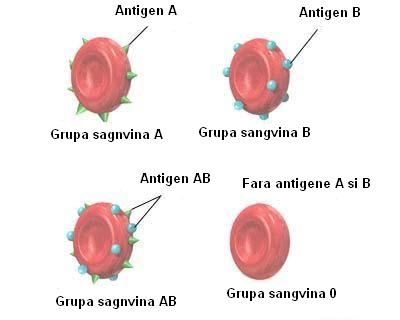 salveaza o viata: Despre Sange