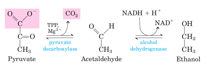 Destinos del Piruvato