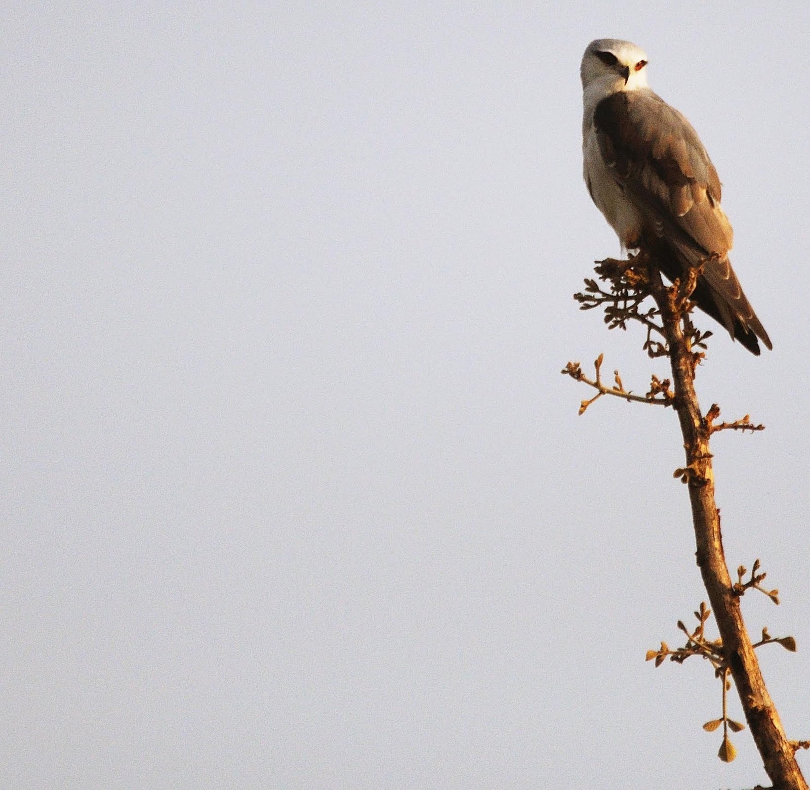 Zunka Bhakri......: On trail of Tiger @ Tadoba-Kolsa