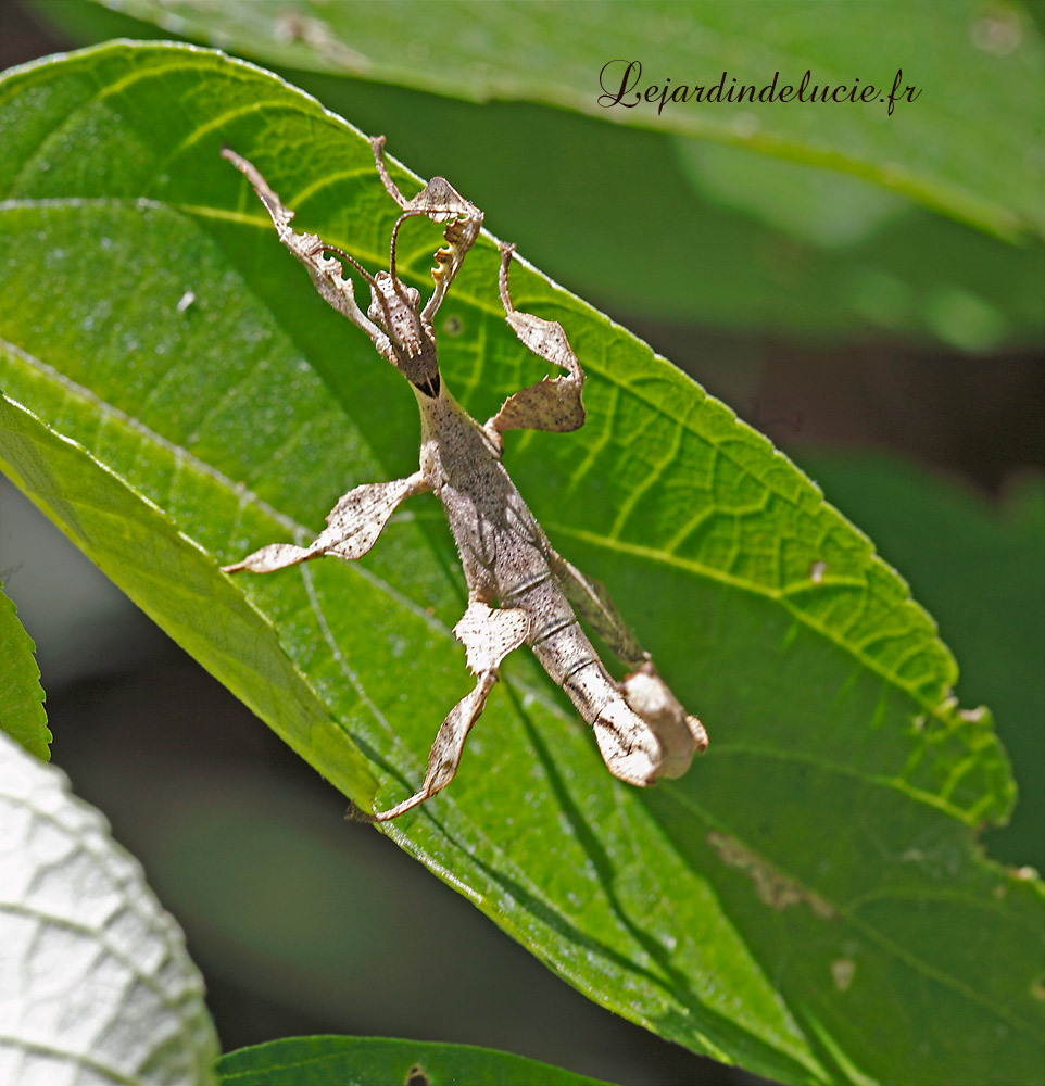 Extatosoma tiaratum femelle, un phasme australien.