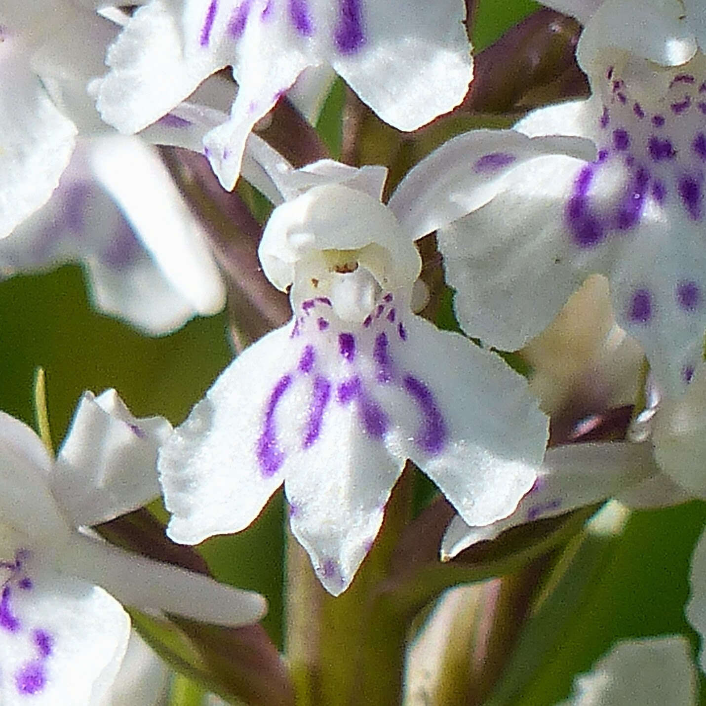 Dactylorhiza fuchsii | Wild flowers of Europe by Anita Beijer