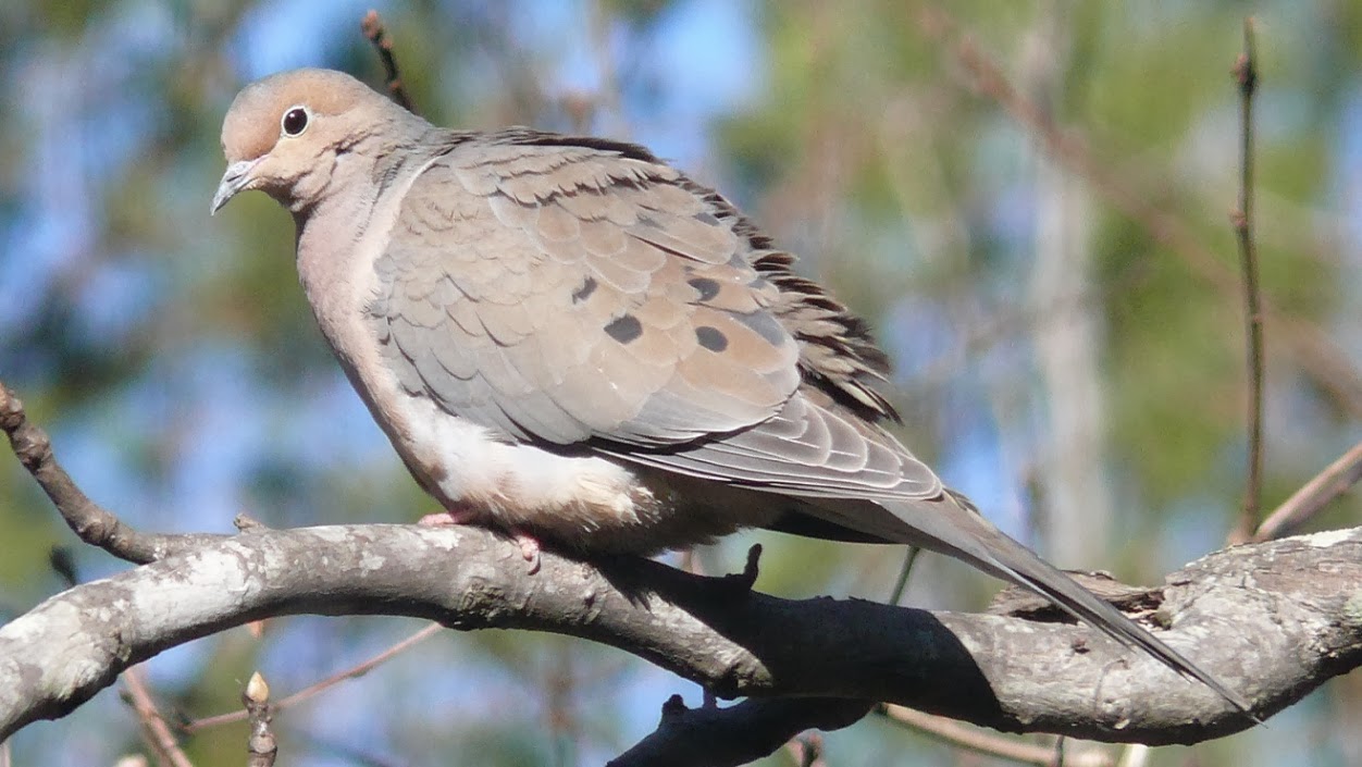 Mourning Dove - Pets