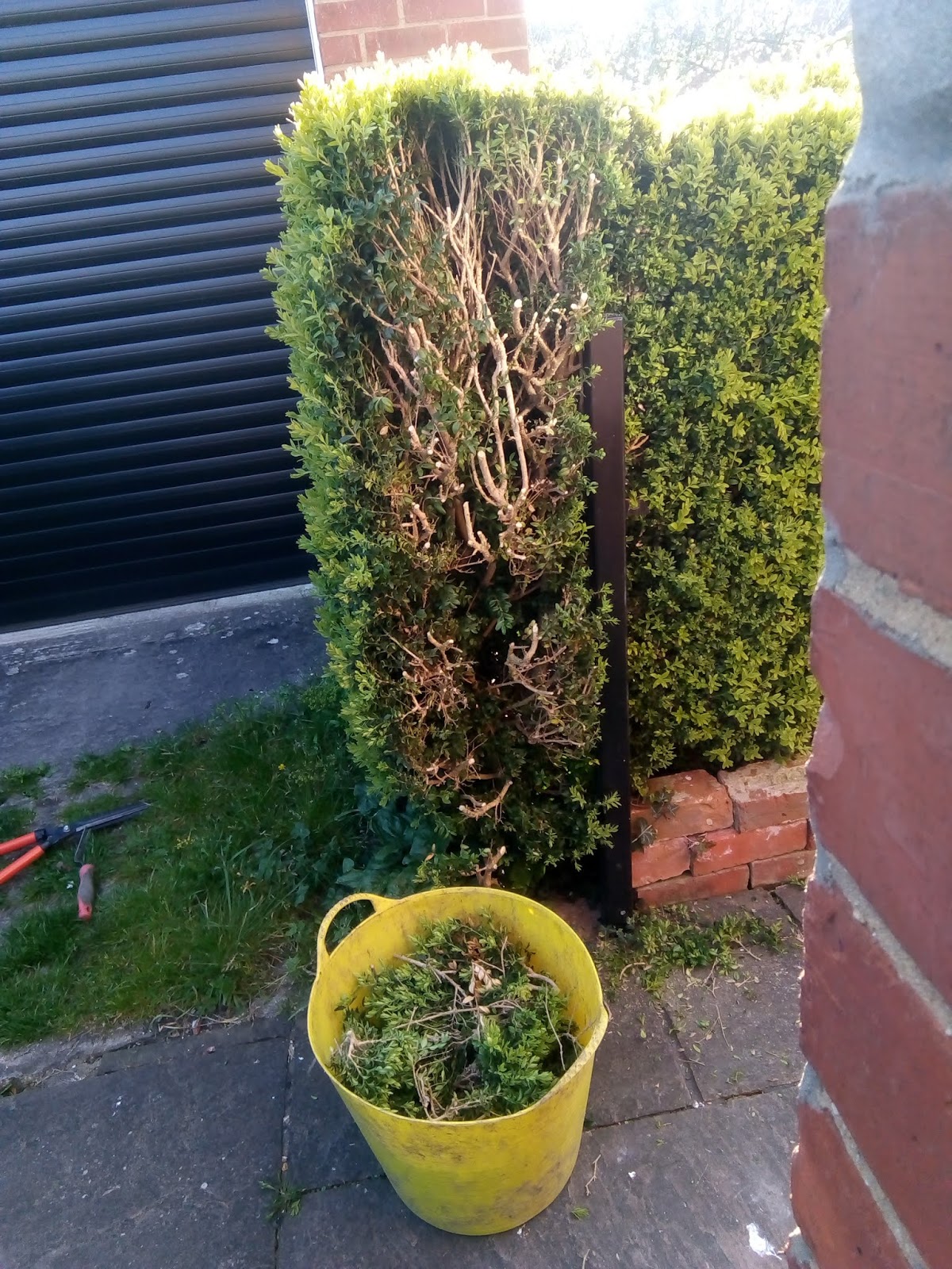Rachel the Gardener: Box hedges: how to do a drastic recut