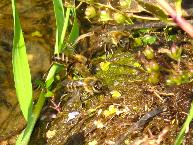 BugBlog: Bees in ponds