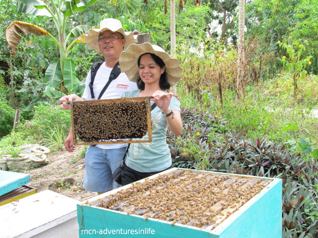 Adventures in Life: Close Encounter with the Bees