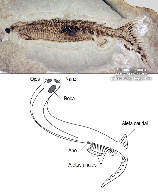 Palaeos, la historia de la Vida en la Tierra: mayo 2013