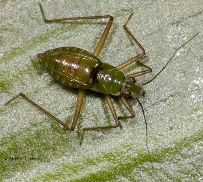 MUSUH ALAMI-PREDATOR: Musuh semulajadi bena perang (Nilaparvata lugens)