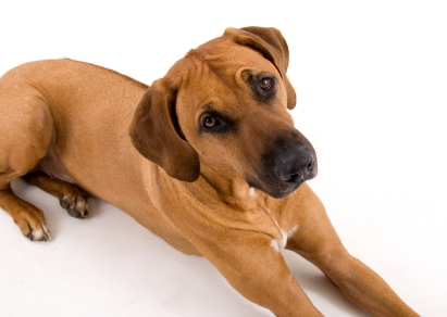 Perro crestado rodesiano