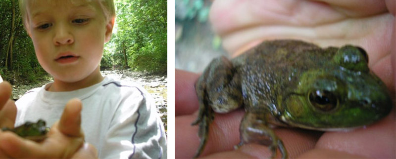 E is for Explore!: My Life as a Frog