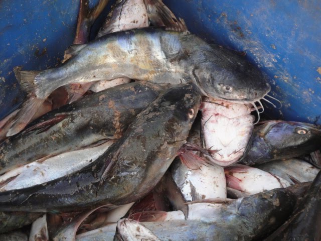 Mirkarwada Jetty:My Konkan Holiday Part 4