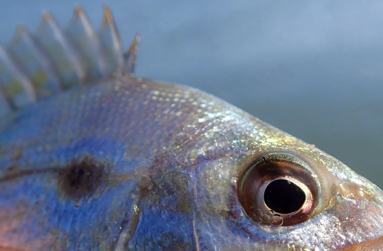 Recent Critters - Payne Outdoors